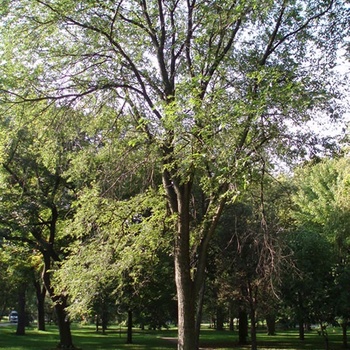 Ulmus parvifolia 'Sempervirens' Chinese Evergreen Elm | Garden Center ...