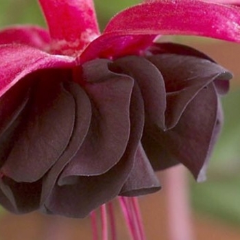 Fuchsia 'Midnight Blackie' Fuchsia from Garden Center Marketing