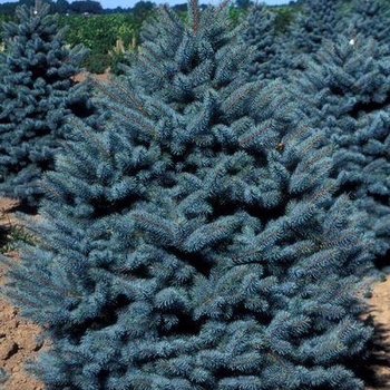 Picea abies 'Suncrest Pyramid' Norway Spruce | Garden Center Marketing