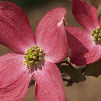 Cornus florida 'Royal Red' Flowering Dogwood from Garden Center Marketing