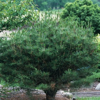 Pinus densiflora 'Umbraculifera (Tanyosho)' Japanese Red Pine from ...