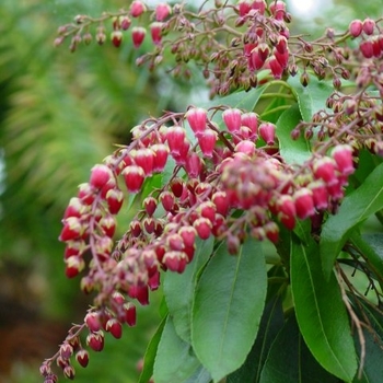 Pieris japonica 'Compacta' Dwarf Japanese Pieris | Garden Center Marketing