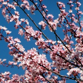 Prunus domestica 'Brooks' Brooks Plum | Garden Center Marketing