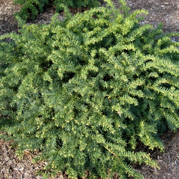 Taxus baccata 'Bultinck Orange Beauty' English Yew | Garden Center ...