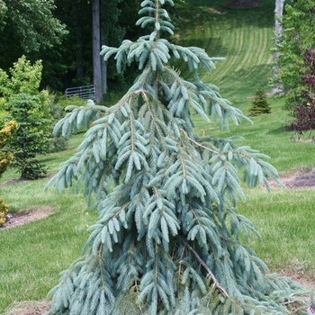 Picea abies 'Suncrest Pyramid' Norway Spruce | Garden Center Marketing
