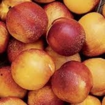 Prunus laurocerasus 'Volcano' JONG1 Cherry Laurel | Garden Center Marketing