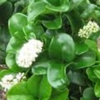 Ligustrum japonicum 'Variegatum' Variegated Privet | Garden Center ...