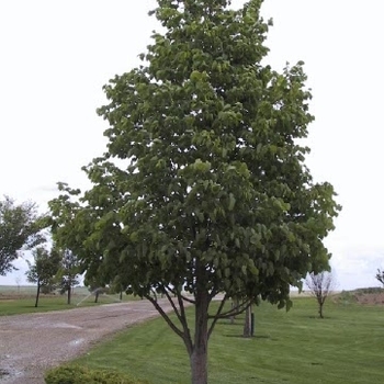 Tilia cordata 'Golden Cascade' Littleleaf Linden | Garden Center Marketing