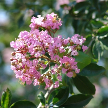 Lagerstroemia 'Purple Cow™' GAMAD-IX Crapemyrtle from Garden Center ...
