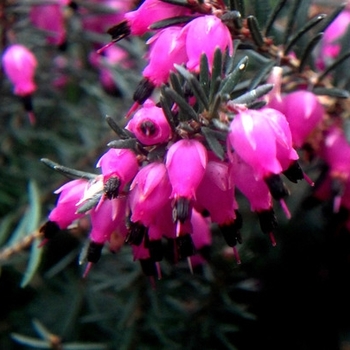Erica canaliculata 'Rosea' Winter Heath | Garden Center Marketing