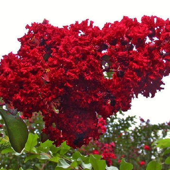 Lagerstroemia indica 'Violet Filli' Dwarf Crapemyrtle | Garden Center ...