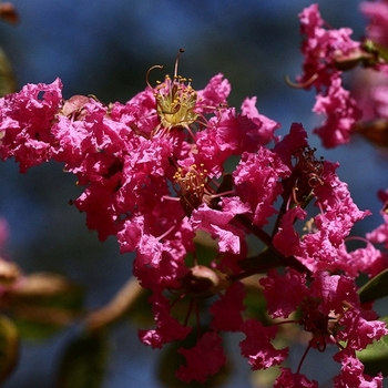 Lagerstroemia indica 'Petite Snow™' Monow Crapemyrtle from Garden ...