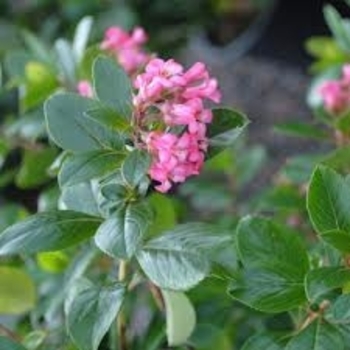 Escallonia 'Newport Dwarf' Escallonia from Garden Center Marketing