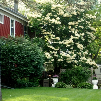Syringa reticulata 'Summer Storm' Japanese Tree Lilac from Garden ...