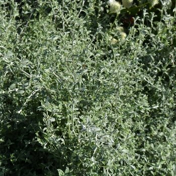 Helichrysum petiolare 'Silver Star' Licorice Plant from Garden Center ...