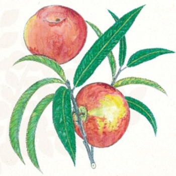 Prunus serrulata 'Mount Fuji' Flowering Cherry | Garden Center Marketing
