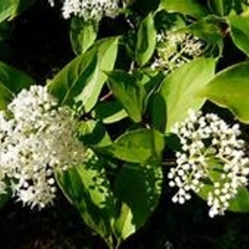 Cornus officinalis 'Kintoki' Japanese Cornel Dogwood | Garden Center ...