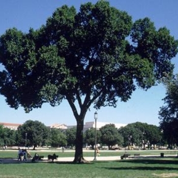 Ulmus 'Cathedral' Elm | Garden Center Marketing