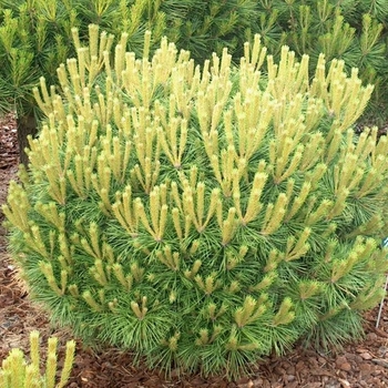 Pinus mugo 'Compacta' Compact Mugo Pine | Garden Center Marketing