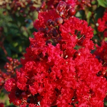 Lagerstroemia 'Powhatan' Crapemyrtle | Garden Center Marketing