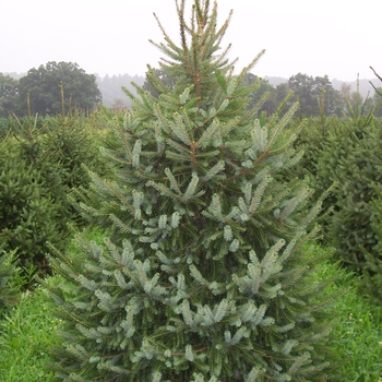 Picea omorika 'Pendula Bruns' Weeping Serbian Spruce | Garden Center ...