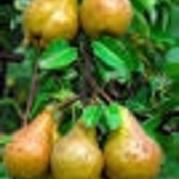 Pyrus 'Multiple Varieties' Pear | Garden Center Marketing