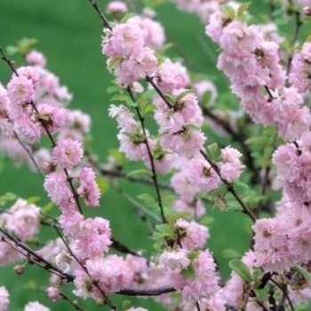 Prunus persica 'Desert Gold' Peach | Garden Center Marketing
