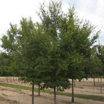 Ulmus 'Regal' Elm | Garden Center Marketing