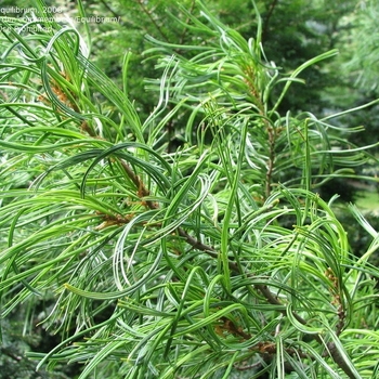 Chamaecyparis obtusa 'Blue Feathers' Hinoki Cypress | Garden Center ...