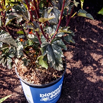 Physocarpus opulifolius 'Red Robe™' Ninebark | Garden Center Marketing
