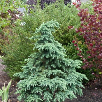 Cedrus deodara 'Cream Puff' Deodar Cedar from Garden Center Marketing