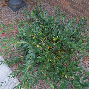 Distylium 'Vintage Jade' Distylium from Garden Center Marketing