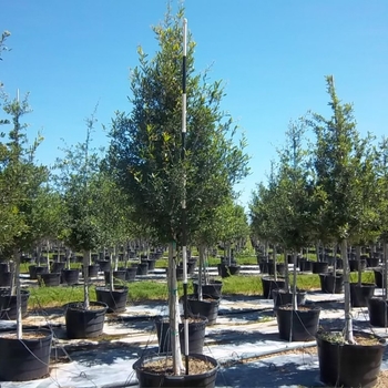 Quercus myrsinfolia Chinese Evergreen Oak | Garden Center Marketing
