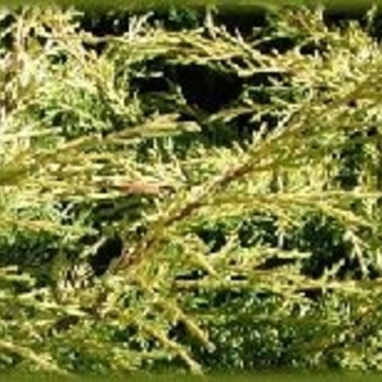Juniperus chinensis 'Spearmint' Juniper | Garden Center Marketing