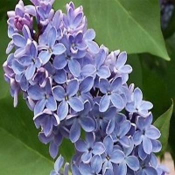 Syringa vulgaris 'Belle de Nancy' Lilac from Garden Center Marketing