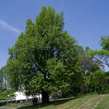 Ginkgo biloba 'Magnifica' Maidenhair Tree | Garden Center Marketing