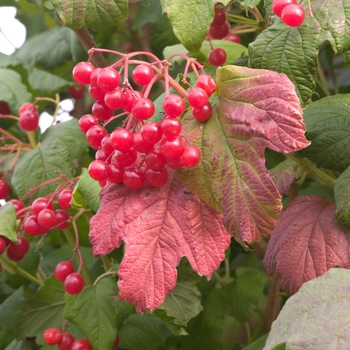 Viburnum 'Emerald Triumph' Viburnum | Garden Center Marketing