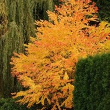 Cercidiphyllum japonicum 'Rotfuchs (Red Fox )' Katsura Tree | Garden ...