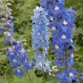Delphinium elatum 'Million Dollar Blush' Delphinium from Garden Center ...