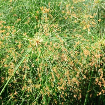Cyperus papyrus Graceful Grasses® 'King Tut®' Egyptian Papyrus from ...