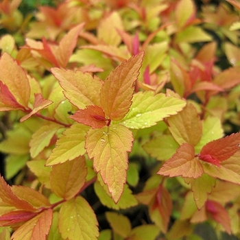 Spiraea japonica 'Pineapple Poprocks®' Spirea | Garden Center Marketing