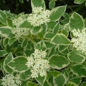 Cornus alba 'Cream Cracker' Dogwood | Garden Center Marketing