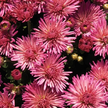 Dendranthema 'Sizzling Igloo' Perennial Mum from Garden Center Marketing