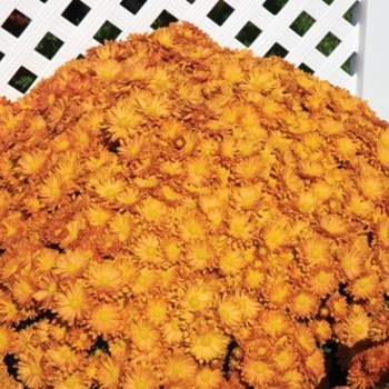 Dendranthema 'Sizzling Igloo' Perennial Mum from Garden Center Marketing