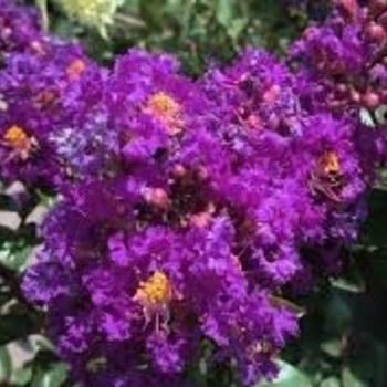 Lagerstroemia indica 'Cotton Candy' Crape Myrtle | Garden Center Marketing