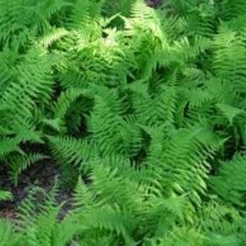 Thelypteris palustris Eastern Marsh Fern | Garden Center Marketing