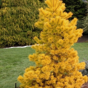 Pinus strobus 'Vercurve' Eastern White Pine | Garden Center Marketing