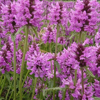 Stachys officinalis 'Pink Cotton Candy' Betony | Garden Center Marketing