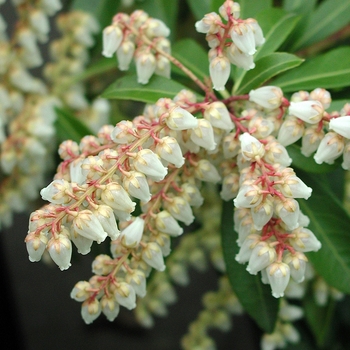Pieris japonica 'Temple Bells' Japanese Pieris | Garden Center Marketing