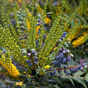 Mahonia x media 'Underway' Mahonia | Garden Center Marketing